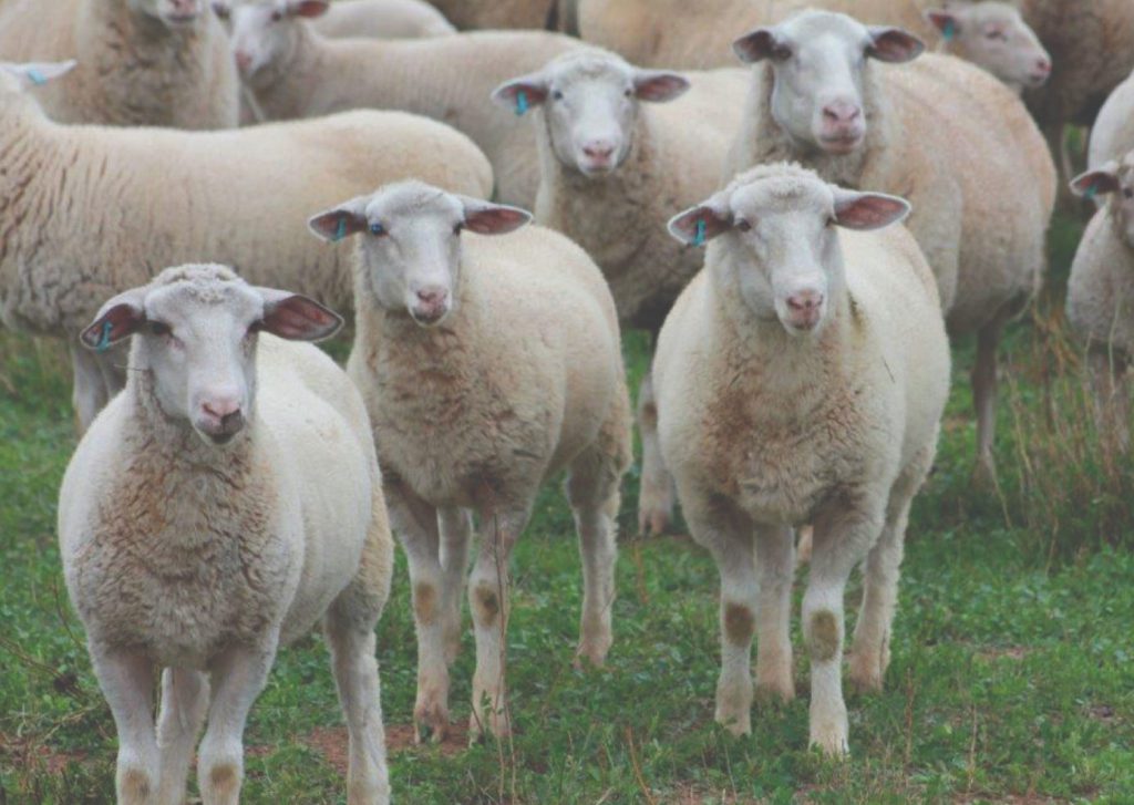 Processing & Care | White Stripe Lamb