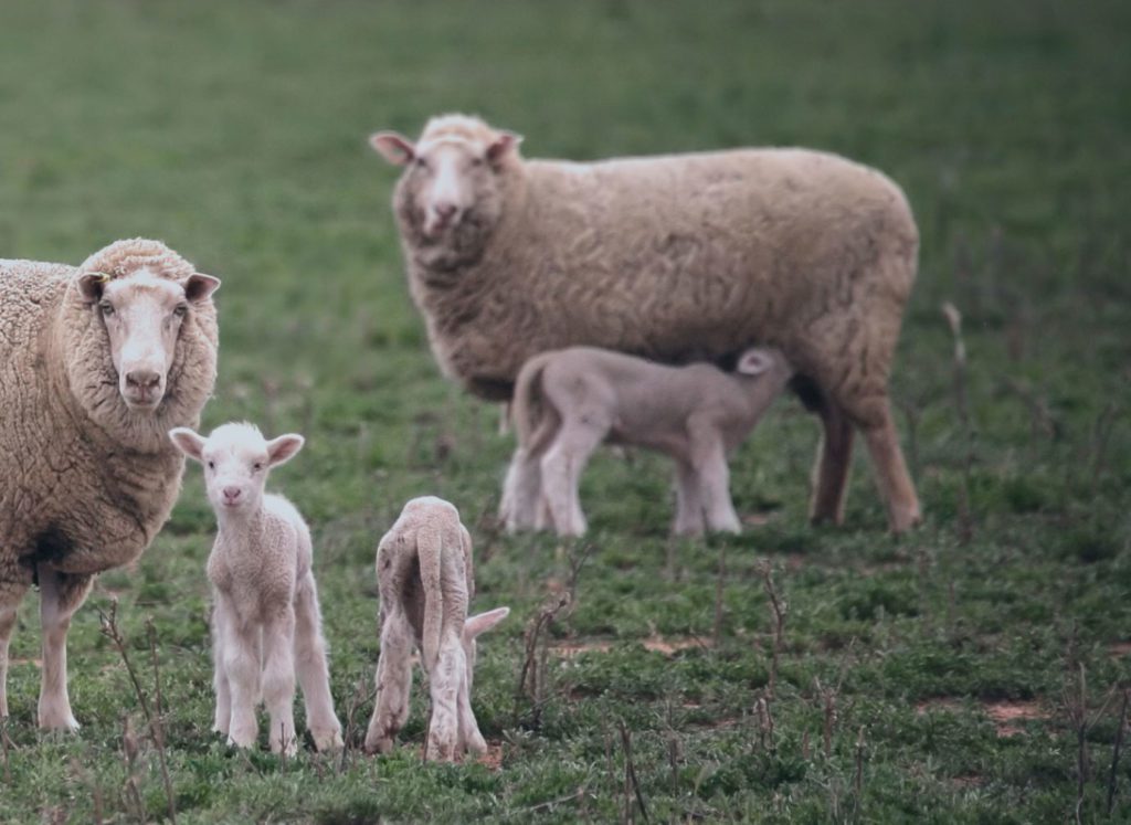 Our Story | White Stripe Lamb