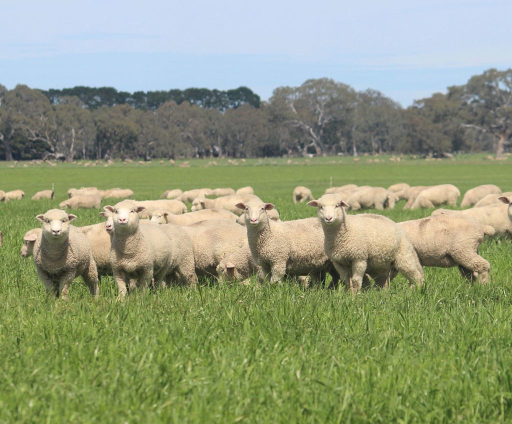 Processing & Care | White Stripe Lamb
