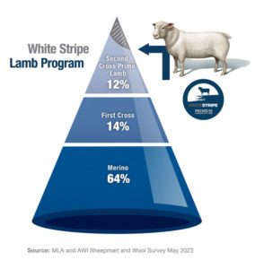 Our Story | White Stripe Lamb